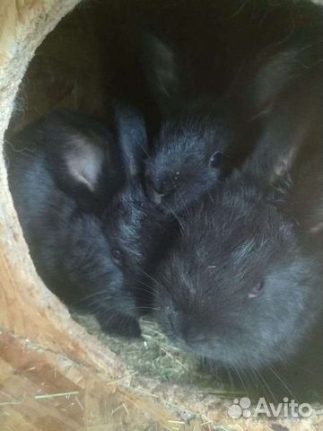 Кролики помесь