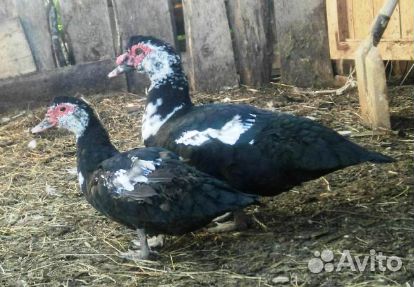 Индоутки(утята)