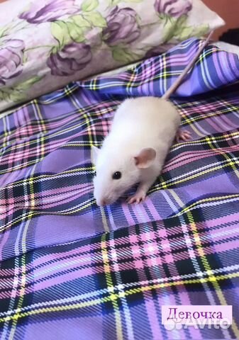 Крысята дамбо