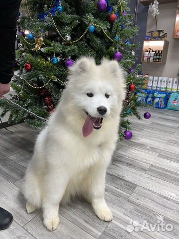 Самоед вязка