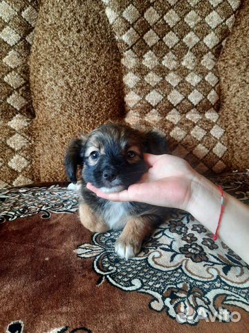 Собака.Кутята