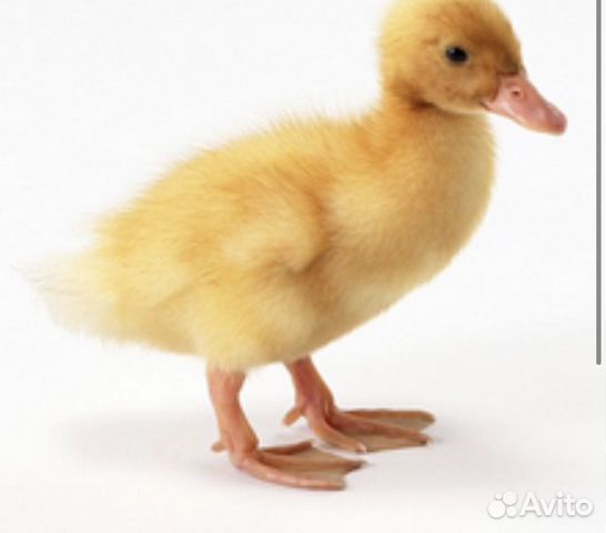 Утята разного возраста на выбор