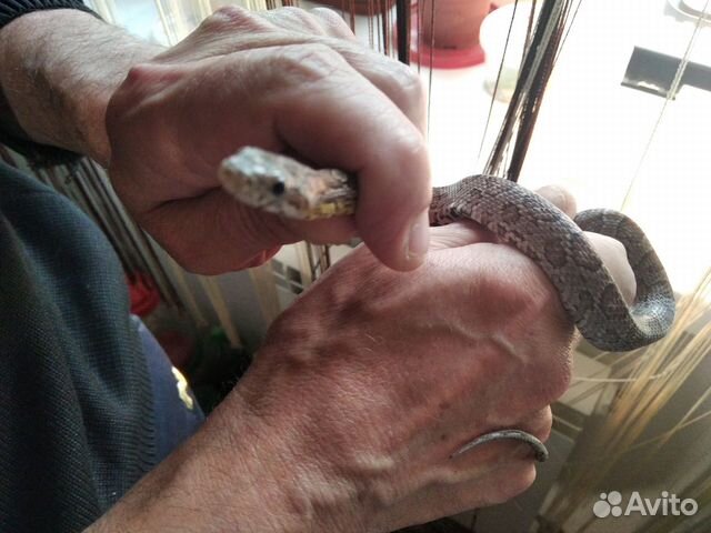 Маисовый полоз обмен