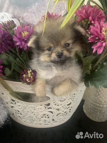 Шпиц девочка померанка