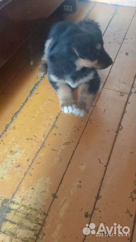 Щенок в добрые руки