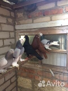 Продажа бакинских голубей