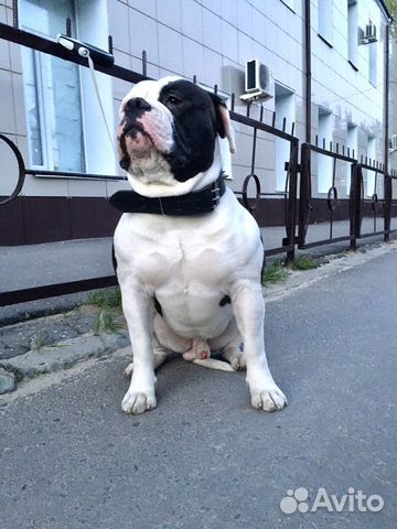 Вязка Американский Бульдог