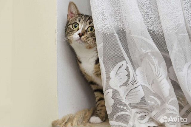 Кошка дашегька ласеовая добрая девочка