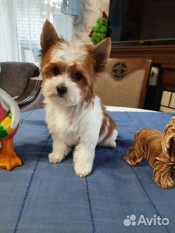 Йоркширские терьеры цветники