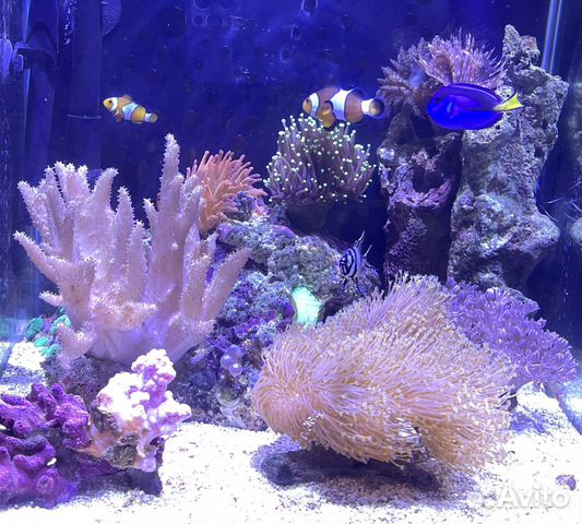 Продаю морской аквариум