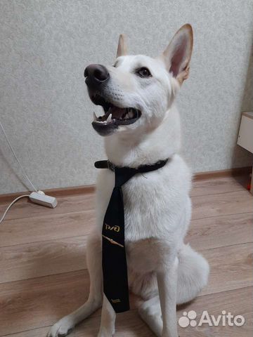 Вязка