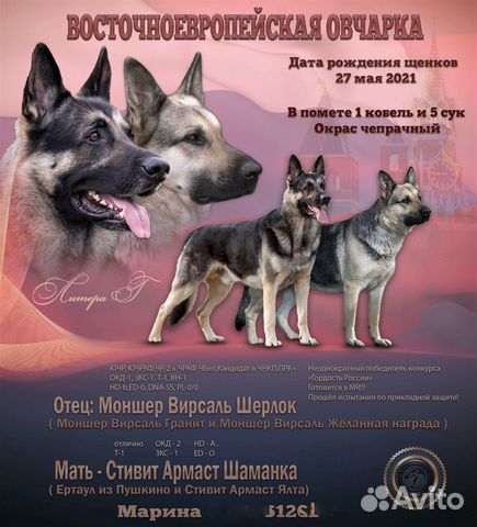 Клубные щенки Восточники