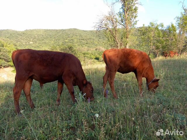 Бычок и Телка