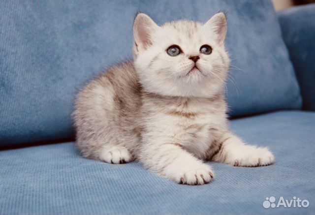 Британский котенок