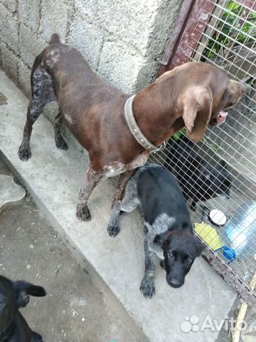 Отдам щенков курцхаар