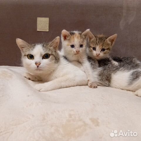 Котята в добрые