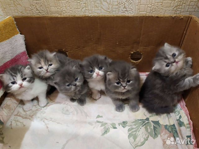 Персидские котята