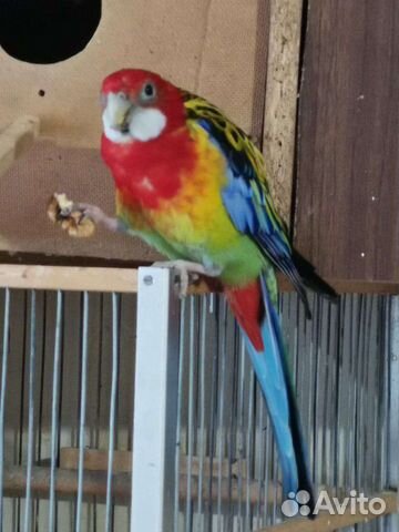 Попугай розелла пестрая
