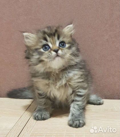 Шотландский котенок