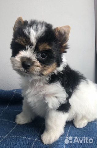 Любимый бивер