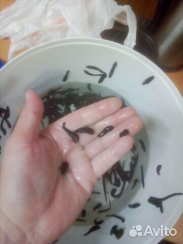 Продам пиявки