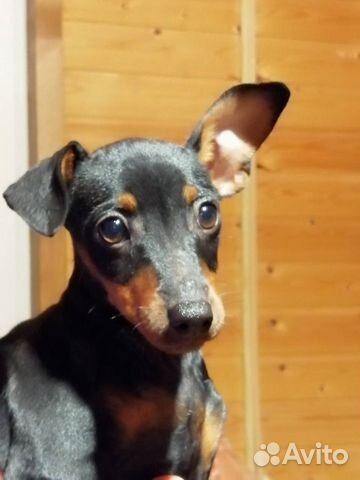 Щенок цвергпинчера