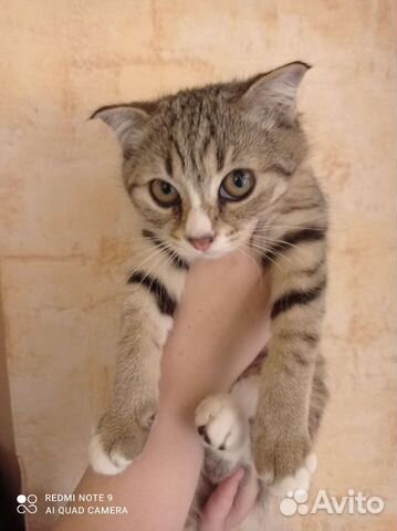 Котенок