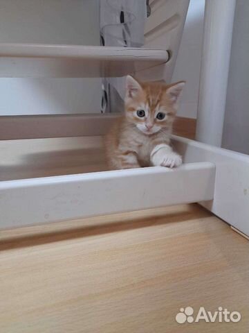 Кошки в добрые руки бесплатно