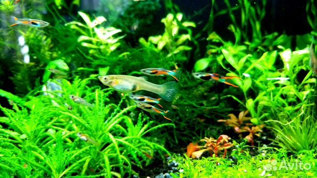 Гуппи Эндлера