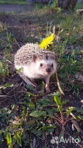 Декоративный ежик