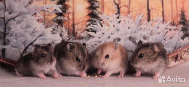 Джунгарский хомяк бесплатно