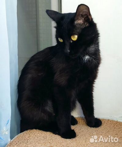 Кошка Ночка