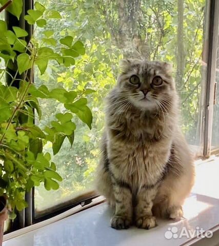 Кошечка Пушинка