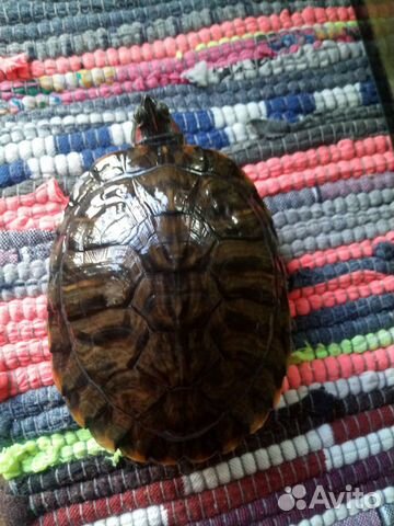 Красноухая черепаха с аквариумом