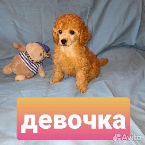 Той пудель девочка