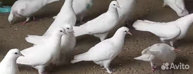Голуби