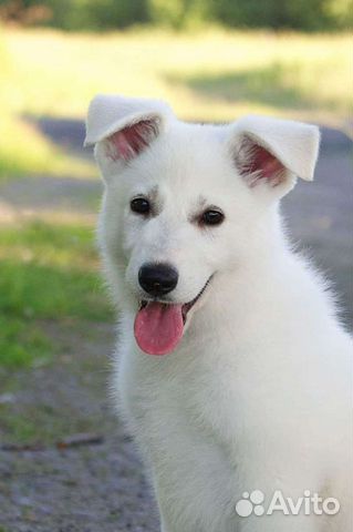 Швейцарская овчарка