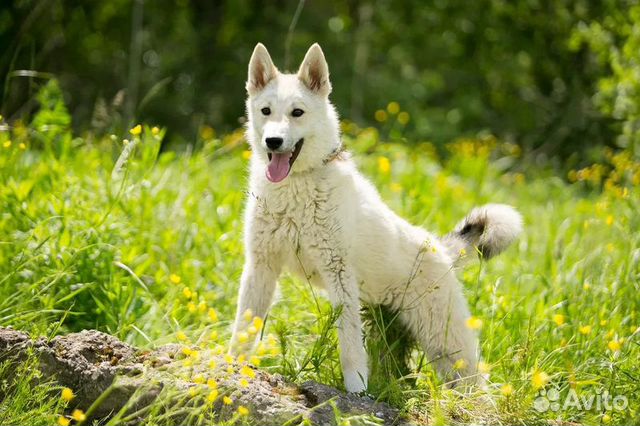 Маленький волчонок Север ищет дом