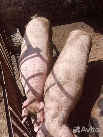 Свиньи на мясо