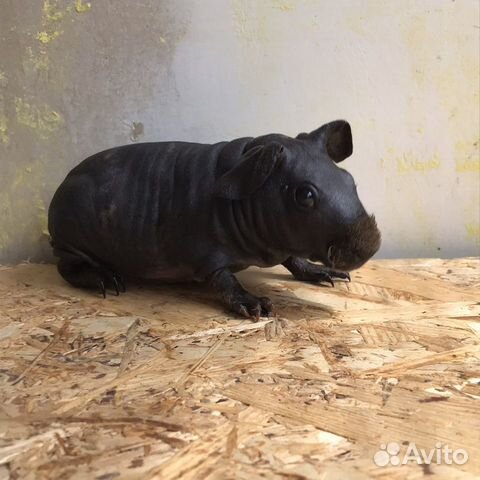 Морские свинки скинни