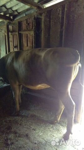 Тёлка швицкой породы