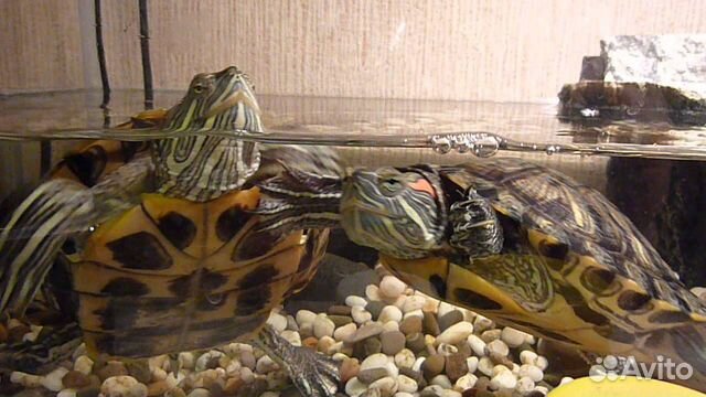Отдам двух красноухих черепах