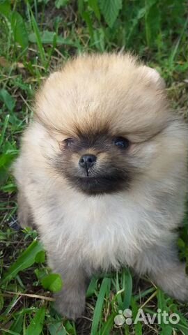 Милые создания-щеночки шпиц