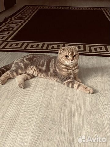 Кот кострированый