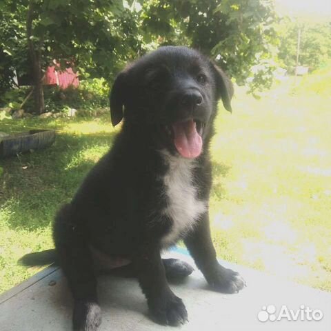 Сонечка ищет дом