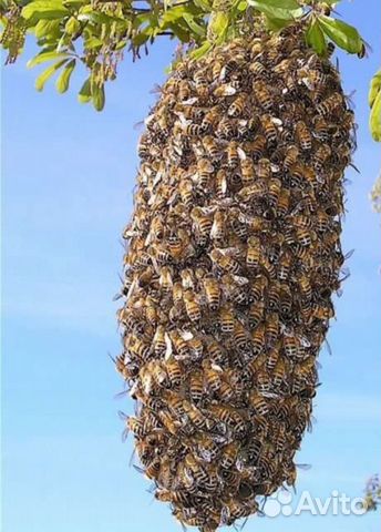 Сниму рой пчёл