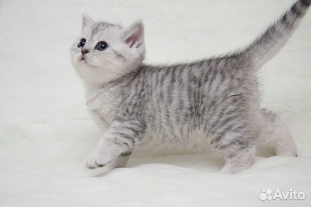 Вискас малыши