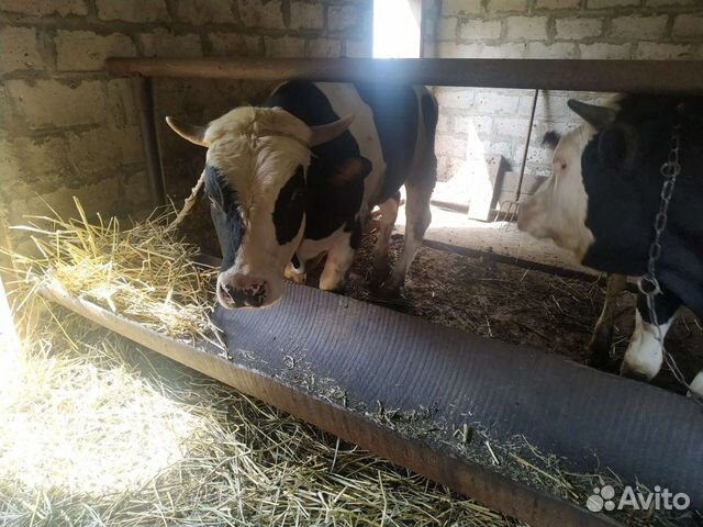 Продаю оба бычков