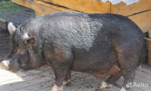 Хряк-производитель