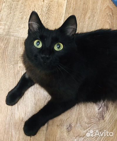 Кошка Мисти